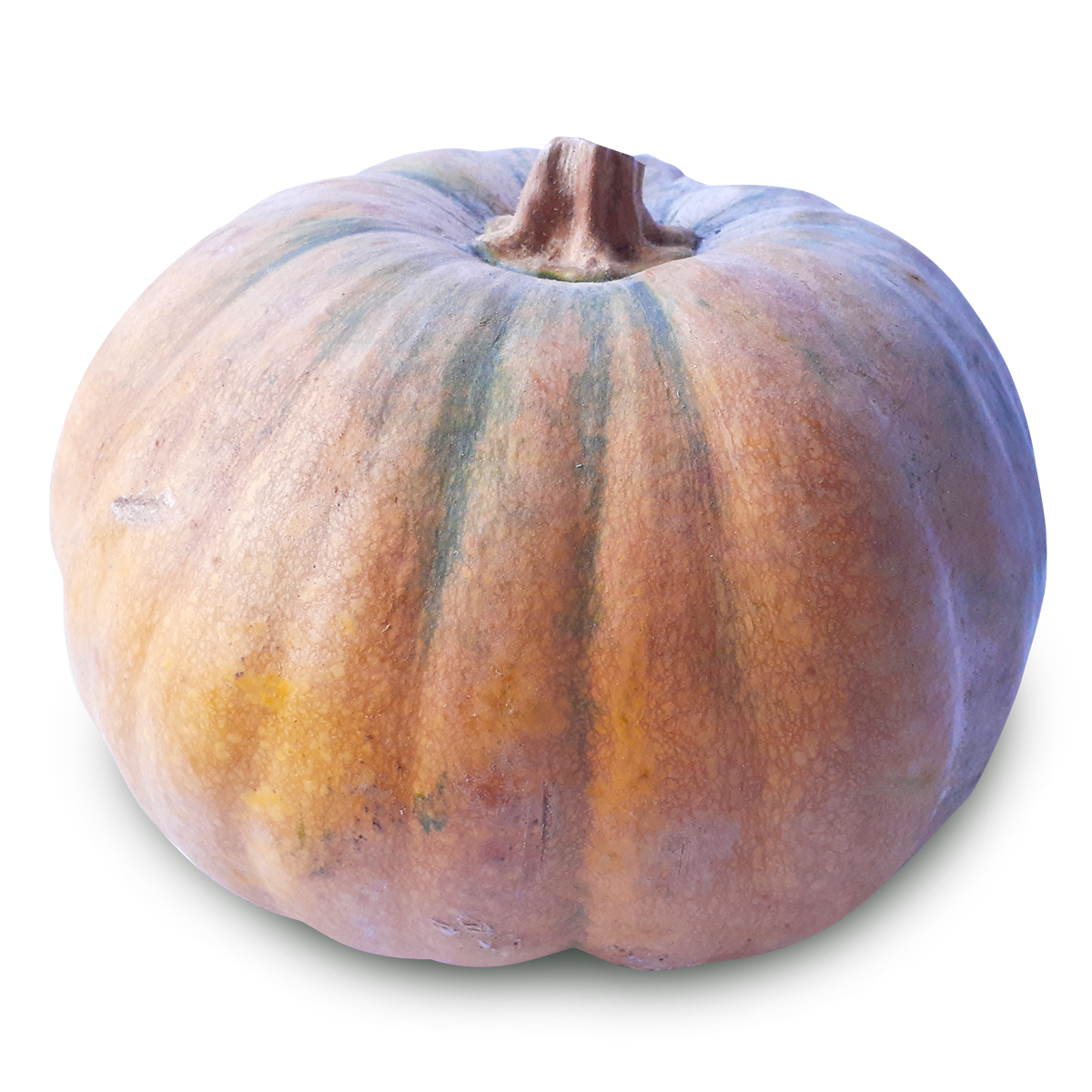 Organic Squash Regular 1.5kg-1.99kg – OrganicOptions